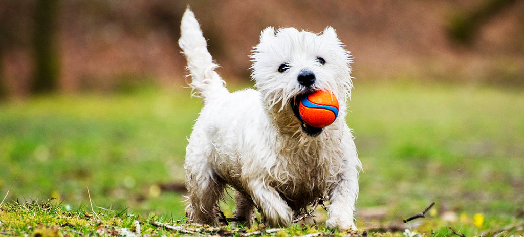 New Balls Please: Pets & Friends Top 10 Dog Balls for the Perfect Game