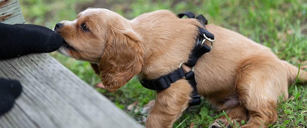 Best teething toys for puppies store