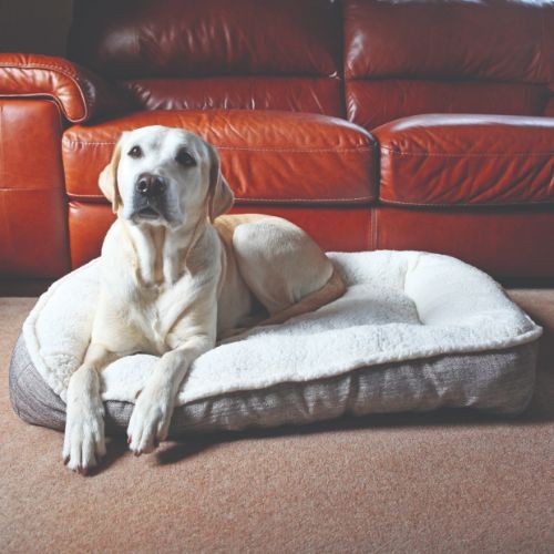 Rosewood Plush Tweed Teddy Bear Dog Bed - Large 84cm | Rosewood | Pets ...