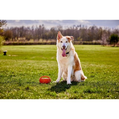 DOGGI Catch & Carry Large Rugby Ball Dog Toy | Doggi | Pets & Friends