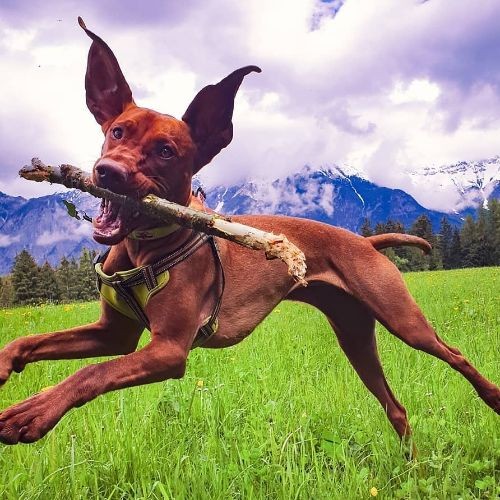 Long Paws Comfort Collection Harness Medium Green | Long Paws | Pets ...