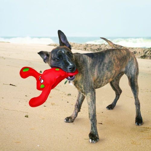 KONG Belly Flops Floating Lobster Dog Toy | Kong | Pets & Friends